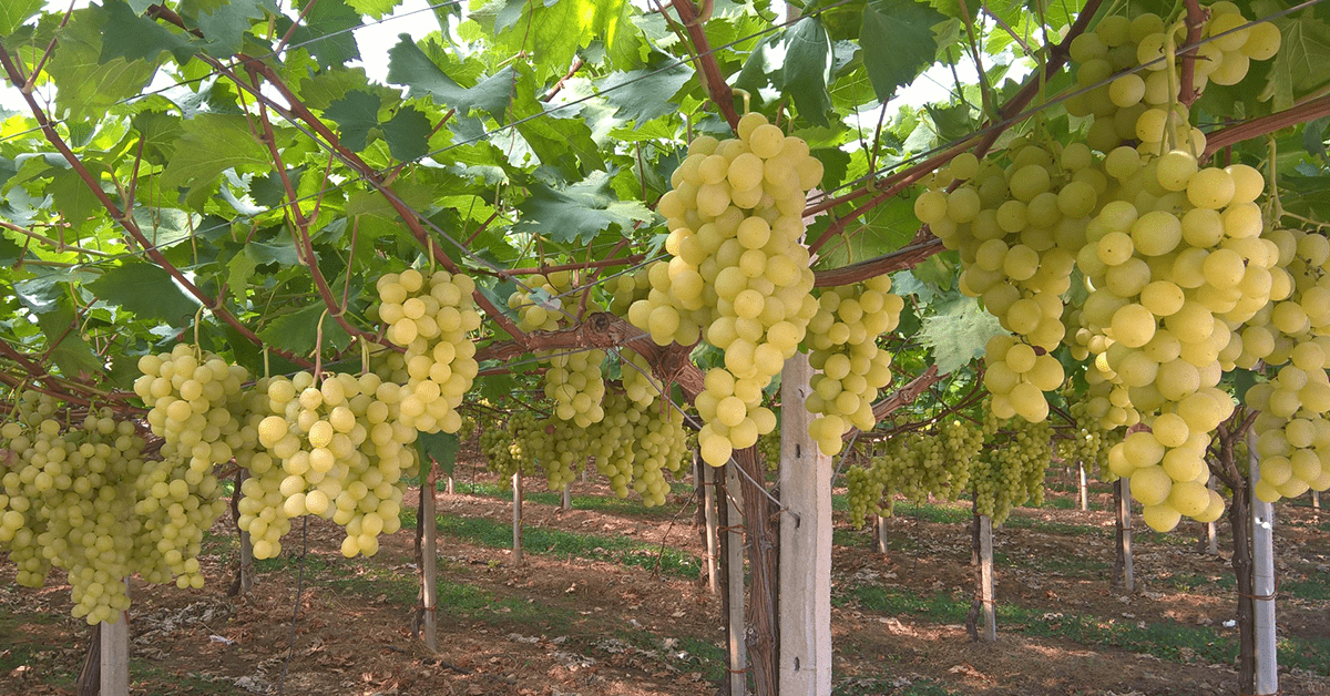 Table grapes in Italy: in Puglia 100% of new plants are only in the ...