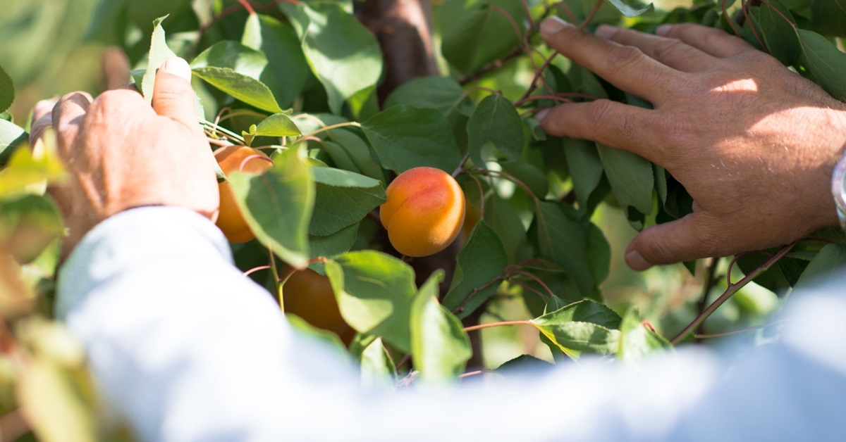 Apricots, here are the premises of the 2024 campaign - CIBUS LINK