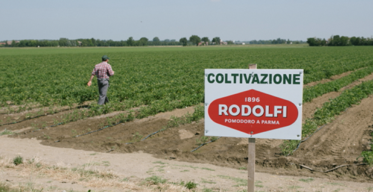 Rodolfi Mansueto grows