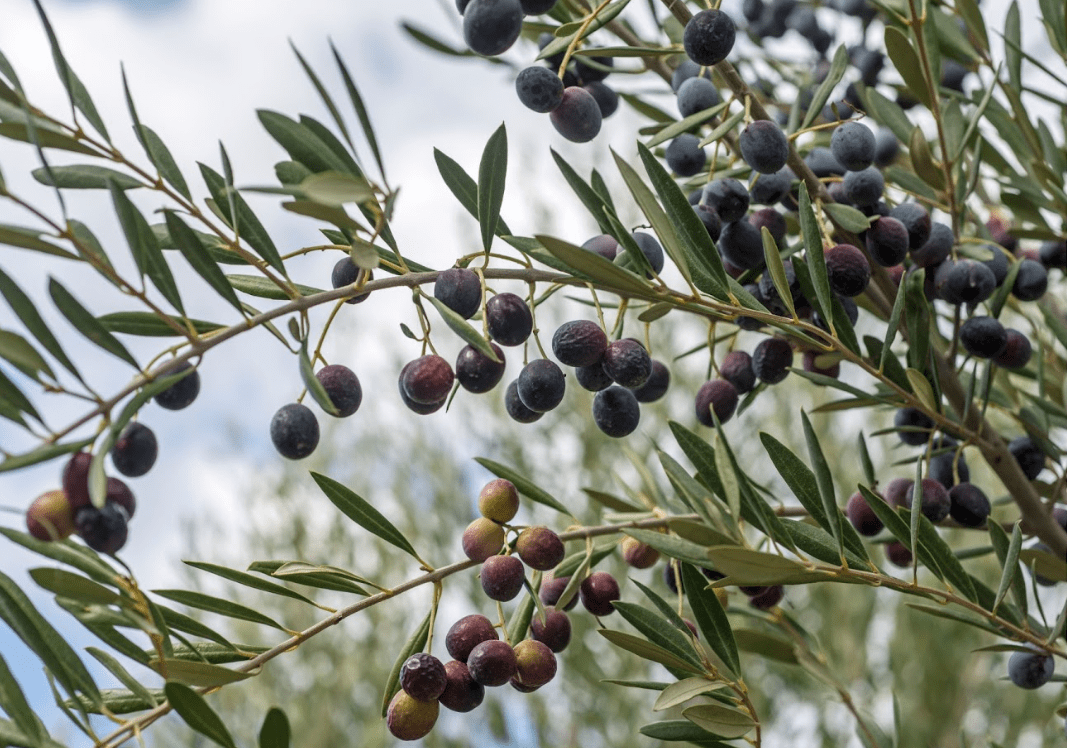 Italian olive oils sales - CIBUS LINK