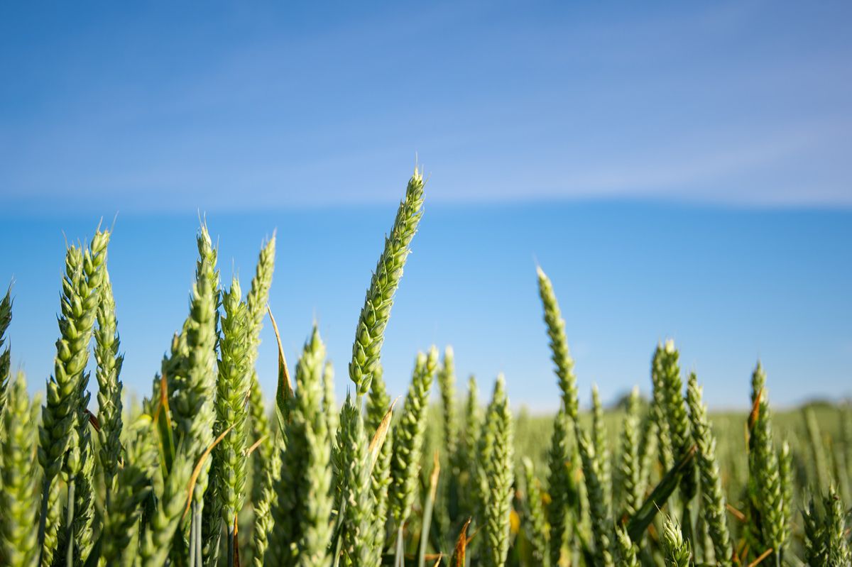 Weetabix aims for zero-emission wheat: a new model of sustainable ...