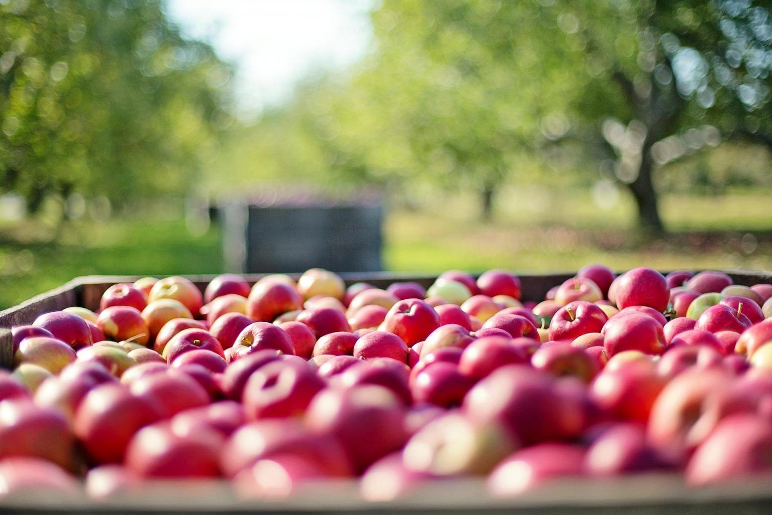Golden, Gala, and new varieties: innovation pushes Italian apple ...